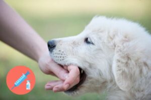 Step-by-Step Dog Bite Injections and Treatment | Doctor near me
